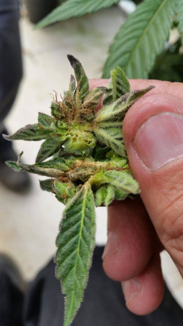 Blütenfäule (Bud Rot) - Was tun? | CannabisAnbauen.net